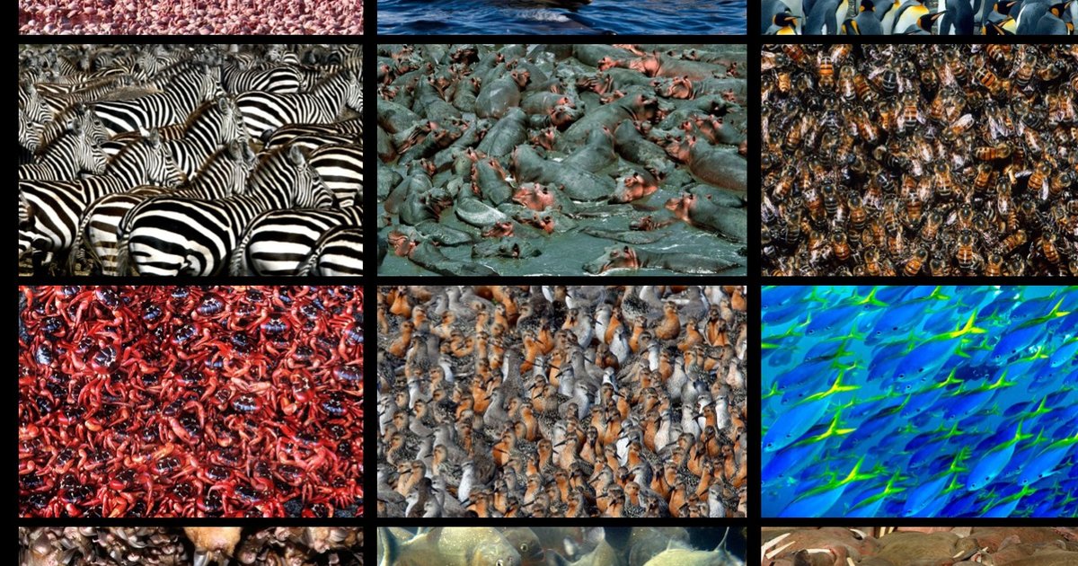 Animal Colonies Quiz