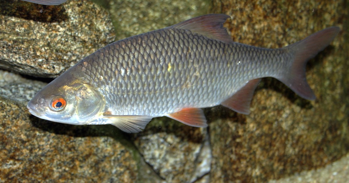 Freshwater Fishes of Europe Quiz - By Scuadrado