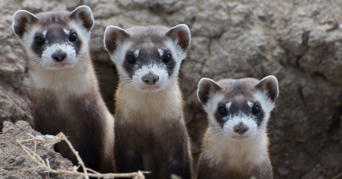 Small Carnivorans Slideshow Quiz