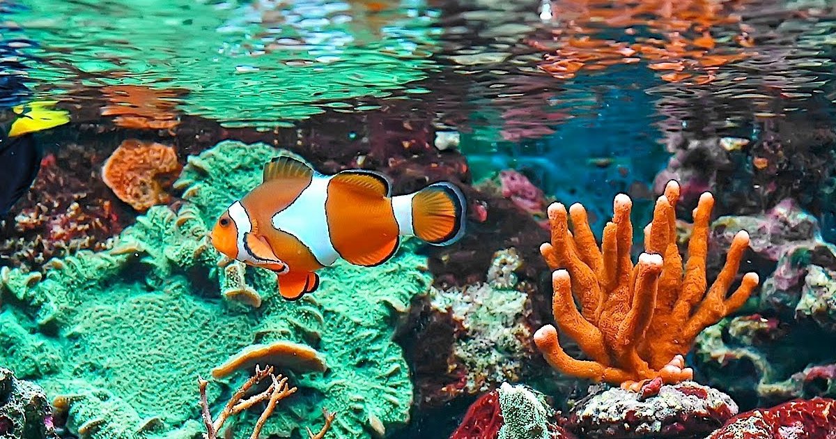 Saltwater Aquarium Creatures Quiz