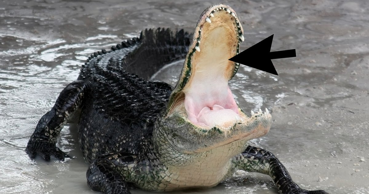 Click the Correct Animal II Quiz