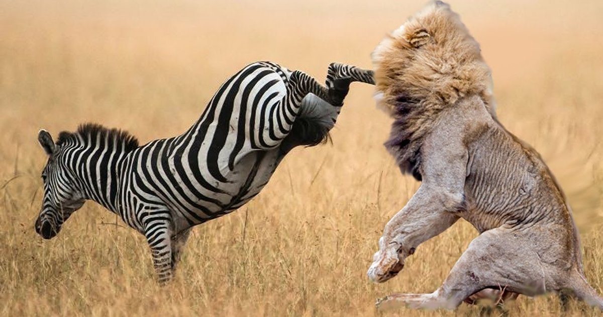 12 to 1 Animals Quiz - By ceciliacarlid