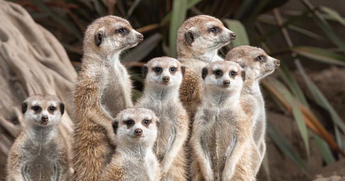 Animal Blitz 7-to-1 Quiz