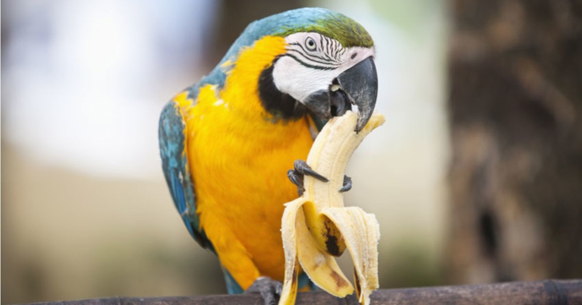 Animals Eating Bananas Quiz