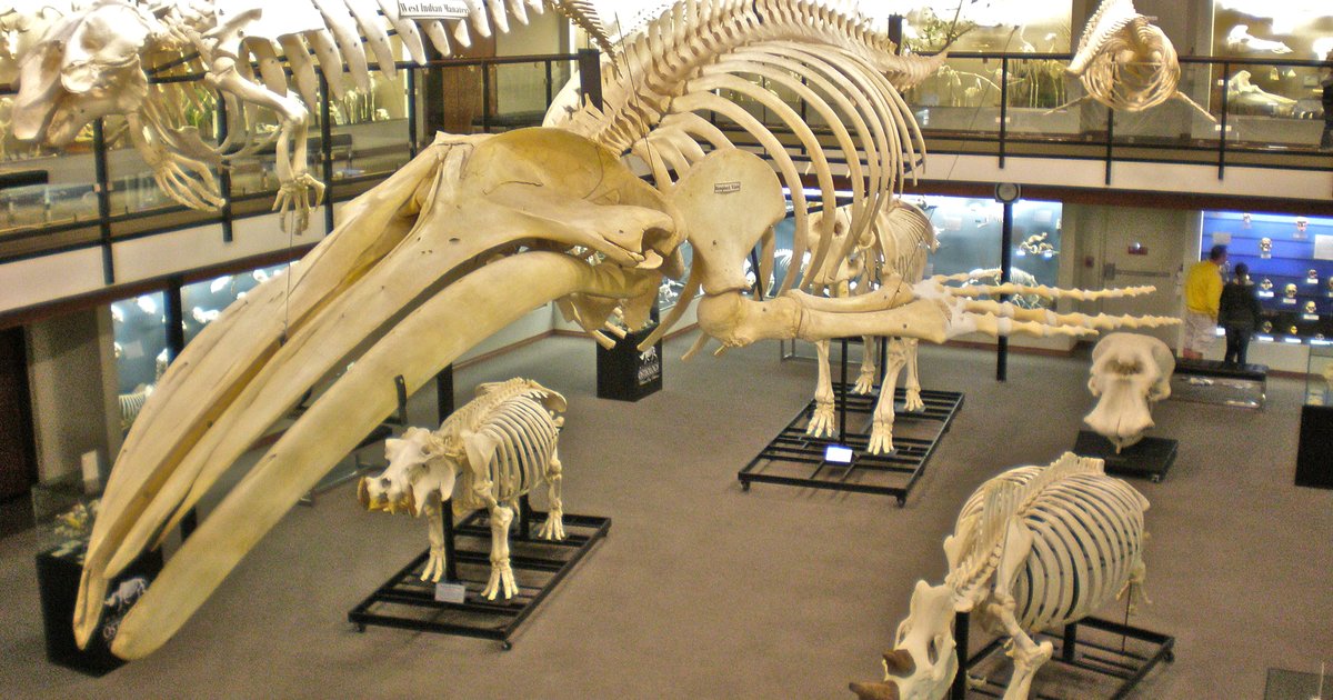 Osteology Museum: Animal Skulls III Quiz - By kfastic