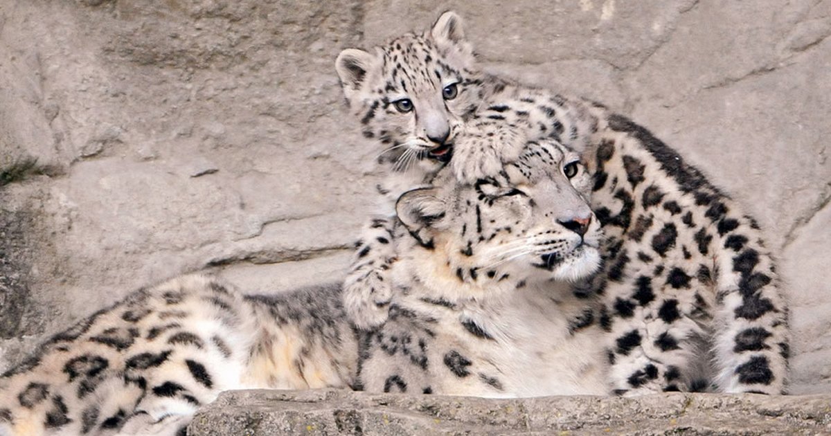 This or That: Big Cats Quiz