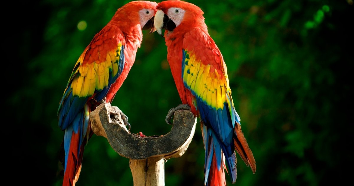 Penguin, Pigeon, or Parrot? Quiz