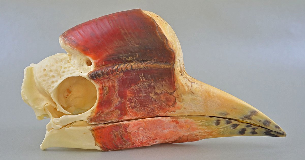 Osteology Museum: Bird Skulls III Quiz - By kfastic