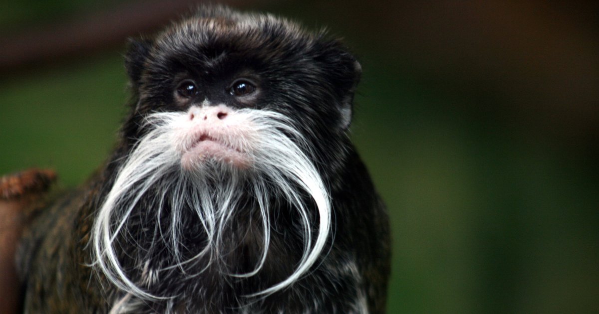 Click the Correct Animal III Quiz