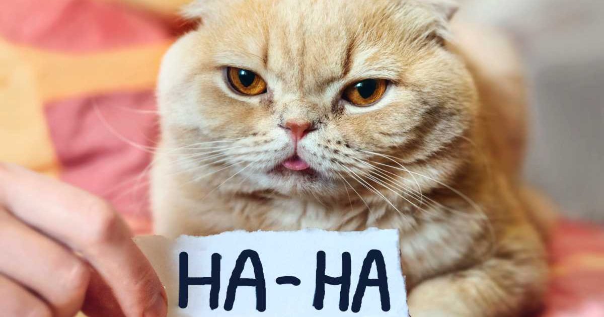 20 Terrible Puns II Quiz