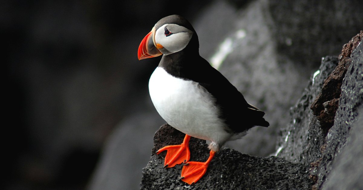 Birds of Newfoundland and Labrador Quiz - By geronimostilton