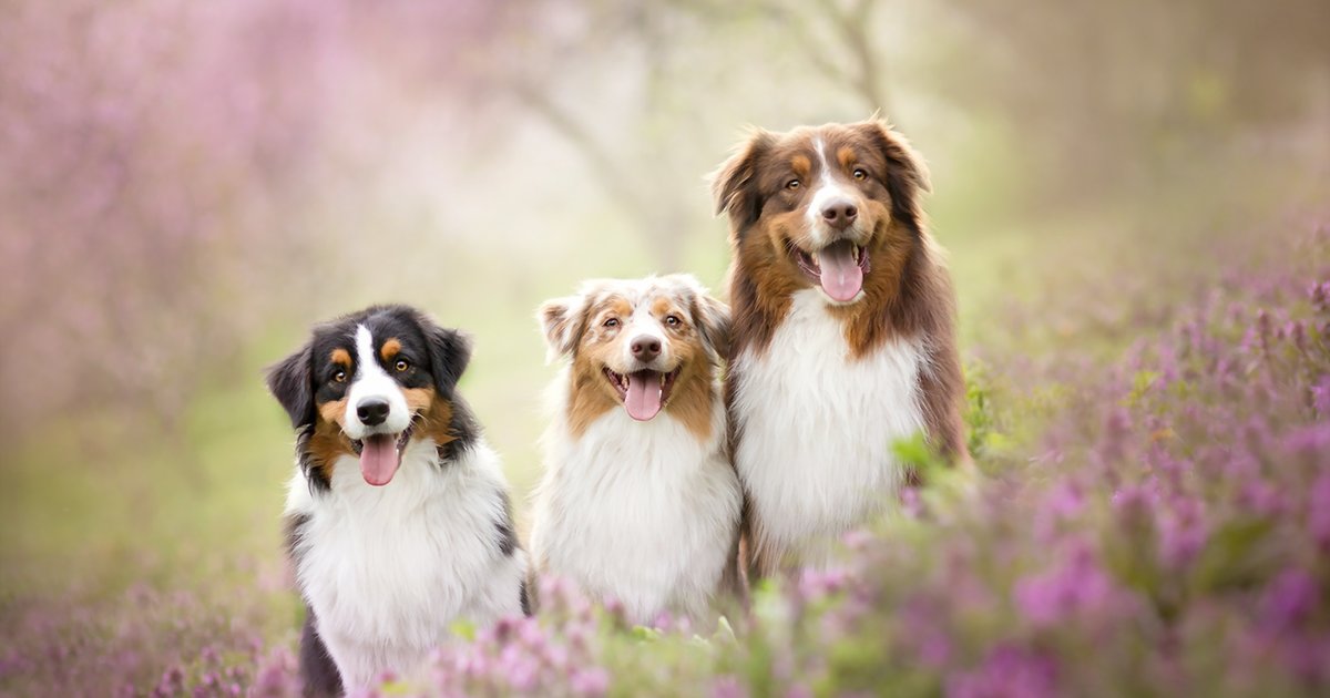 Triple Picture Click Quiz