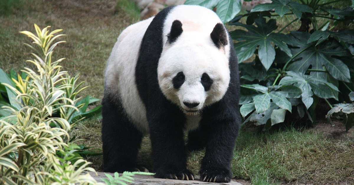 Mis-Matched Animals Quiz