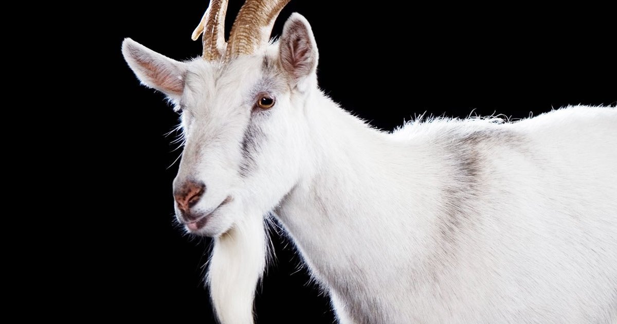 GOAT or Meh? Quiz - By wallstreet29ers