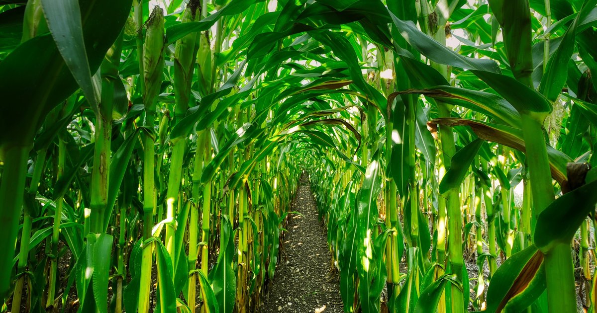 'Three Sisters' Crops Quiz