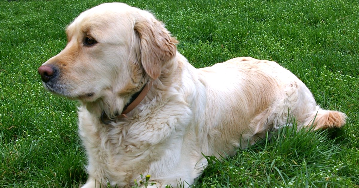 Sorting Blitz: Dog Breeds by Group Quiz - By geronimostilton