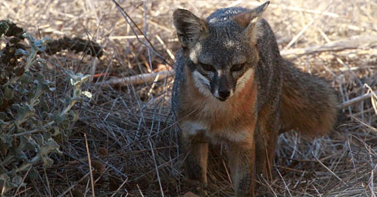 Click a Canid 2 Quiz - By Scuadrado