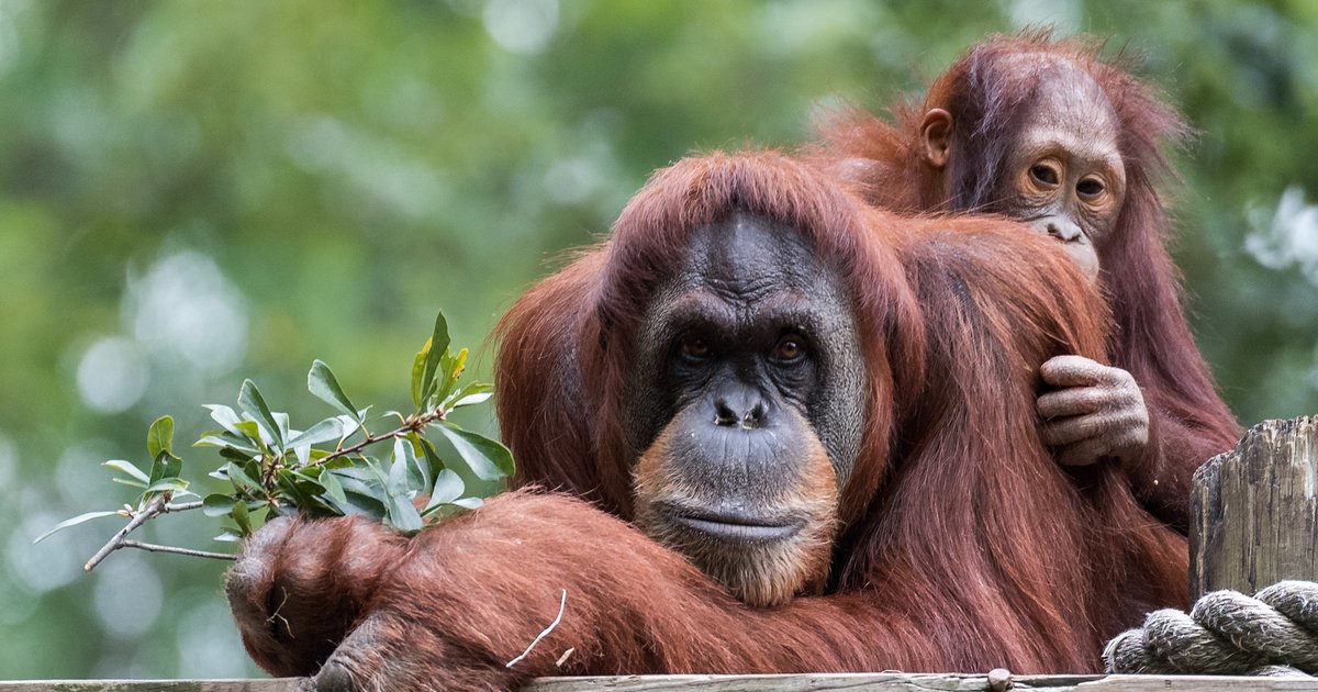 Great Ape Populations Quiz - By Scuadrado