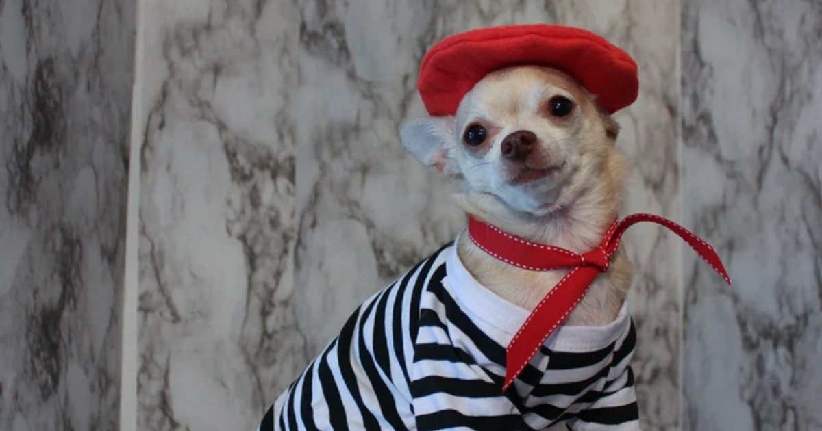 Which French Animal? Quiz