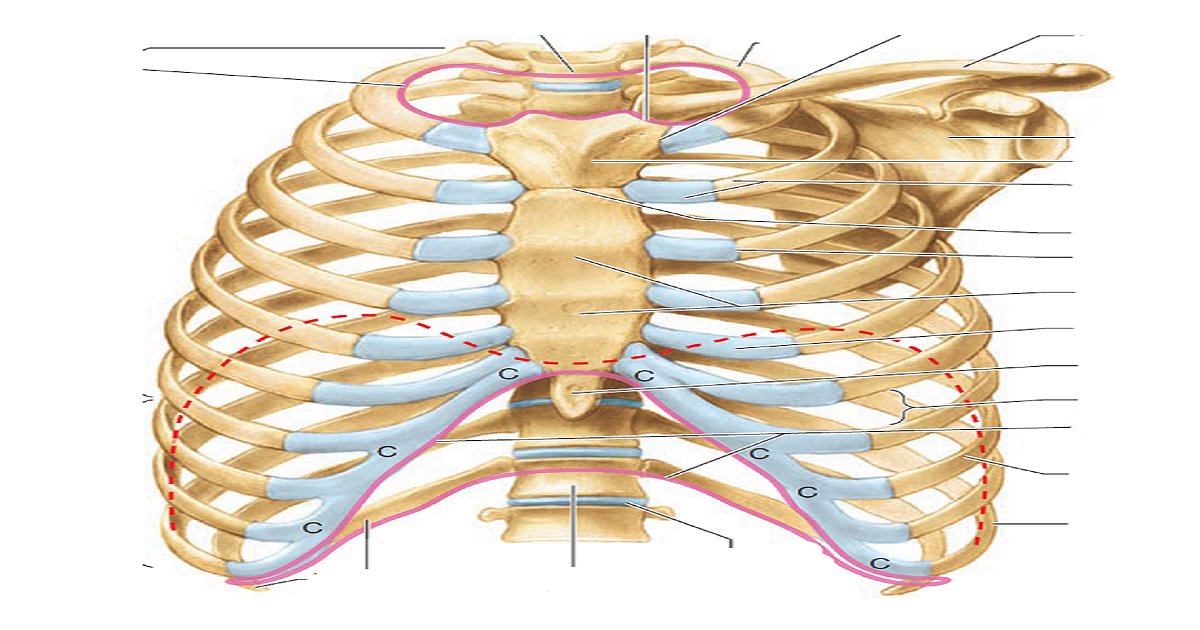 Anterior Thoracic Skeleton Quiz By Psage001 anterior-thoracic-skeleton-quiz-by-psage001