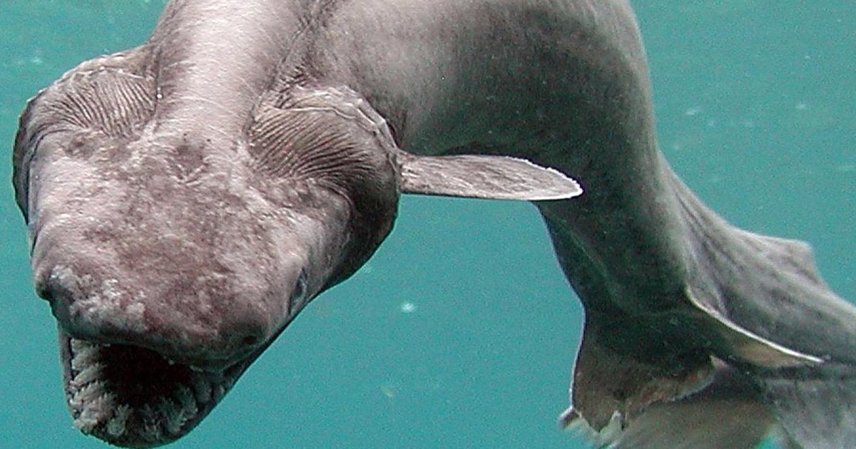 Sea Creatures Venn Diagram Quiz - By Aaron34Heron