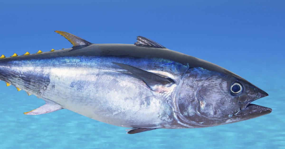 Hard to Guess: Fish or Fowl? Quiz - By shirleyalpha