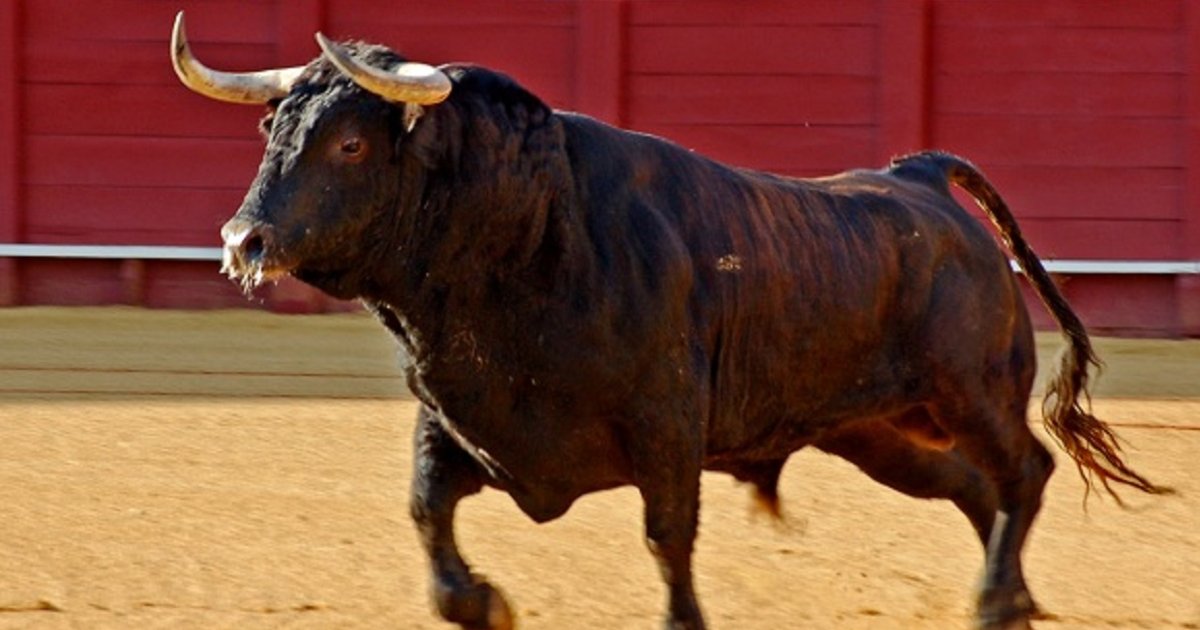 Find the Bull Animals Quiz