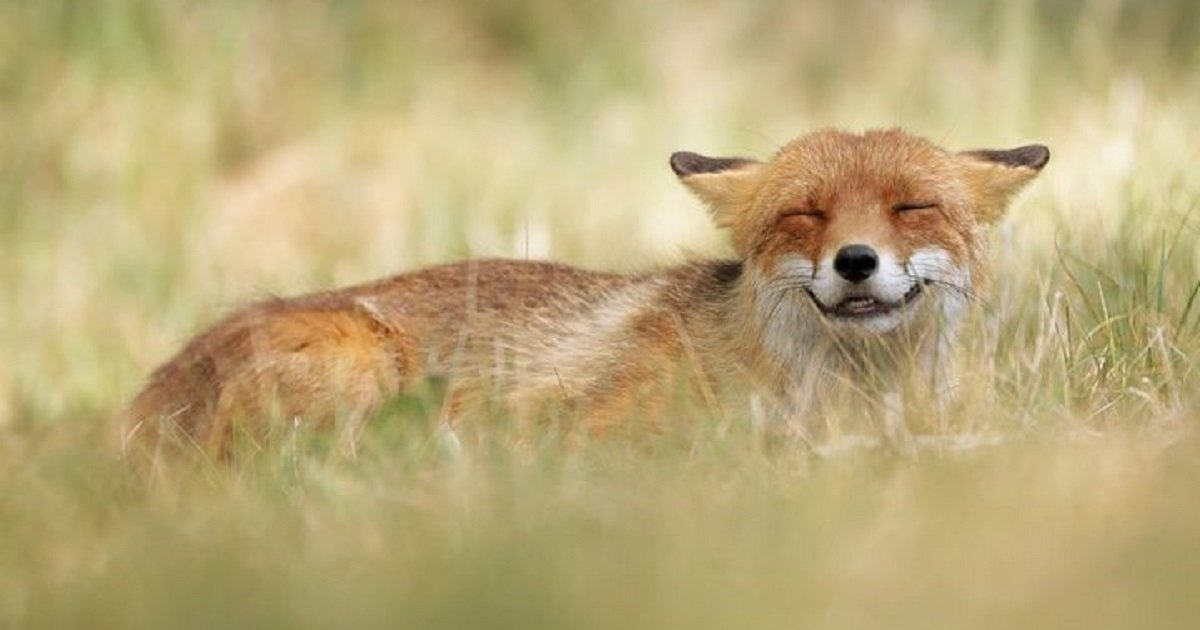 Find the Fox Animals Quiz - By alvir28