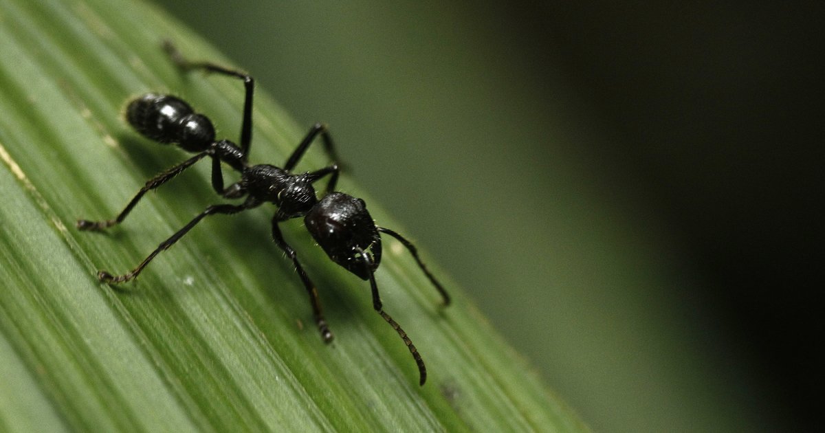 -ant Definitions Quiz