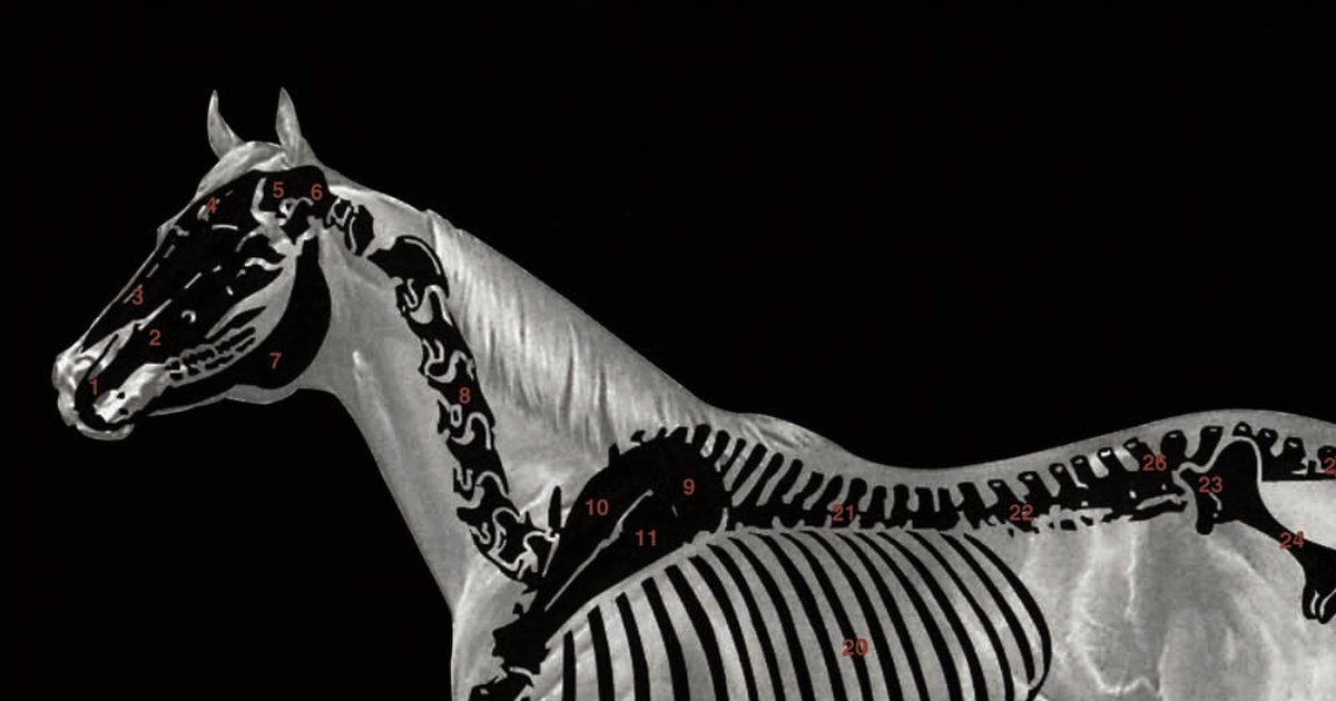 horse-skeletal-anatomy-quiz-by-madison110796