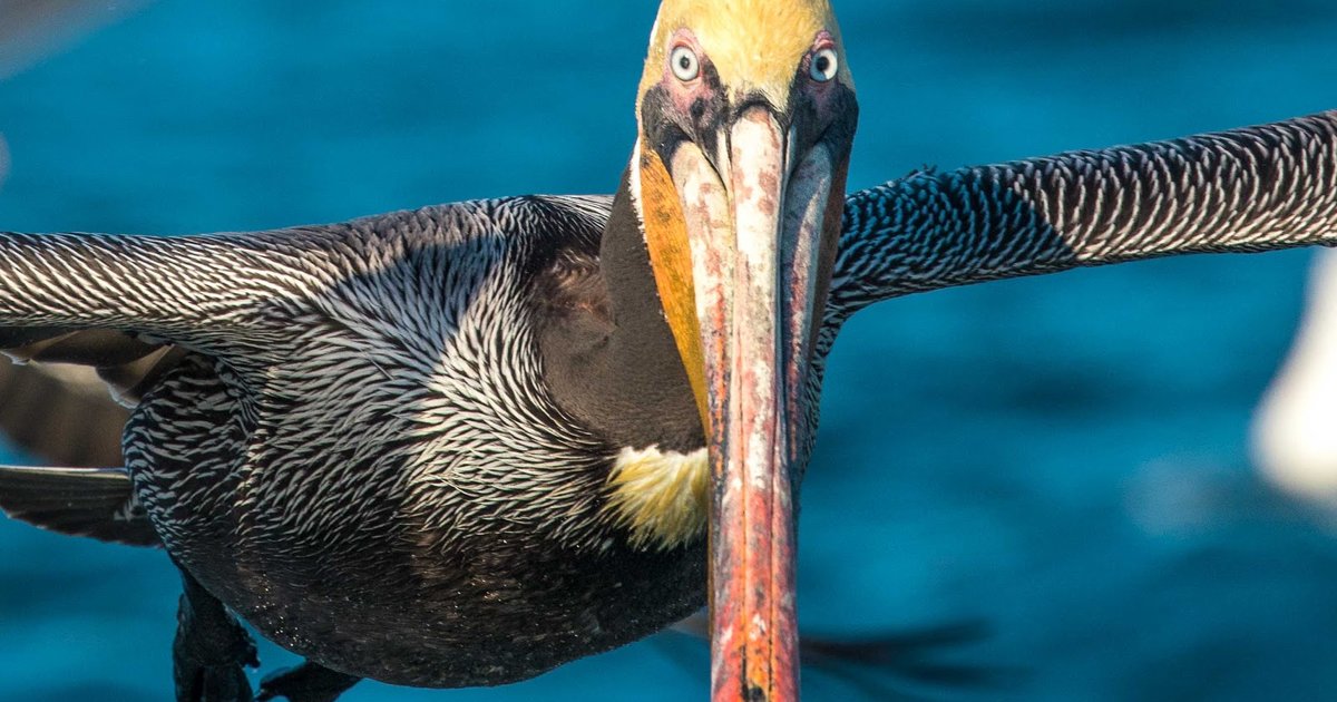 Big Ol' Birds Quiz - By awheattugmailcom