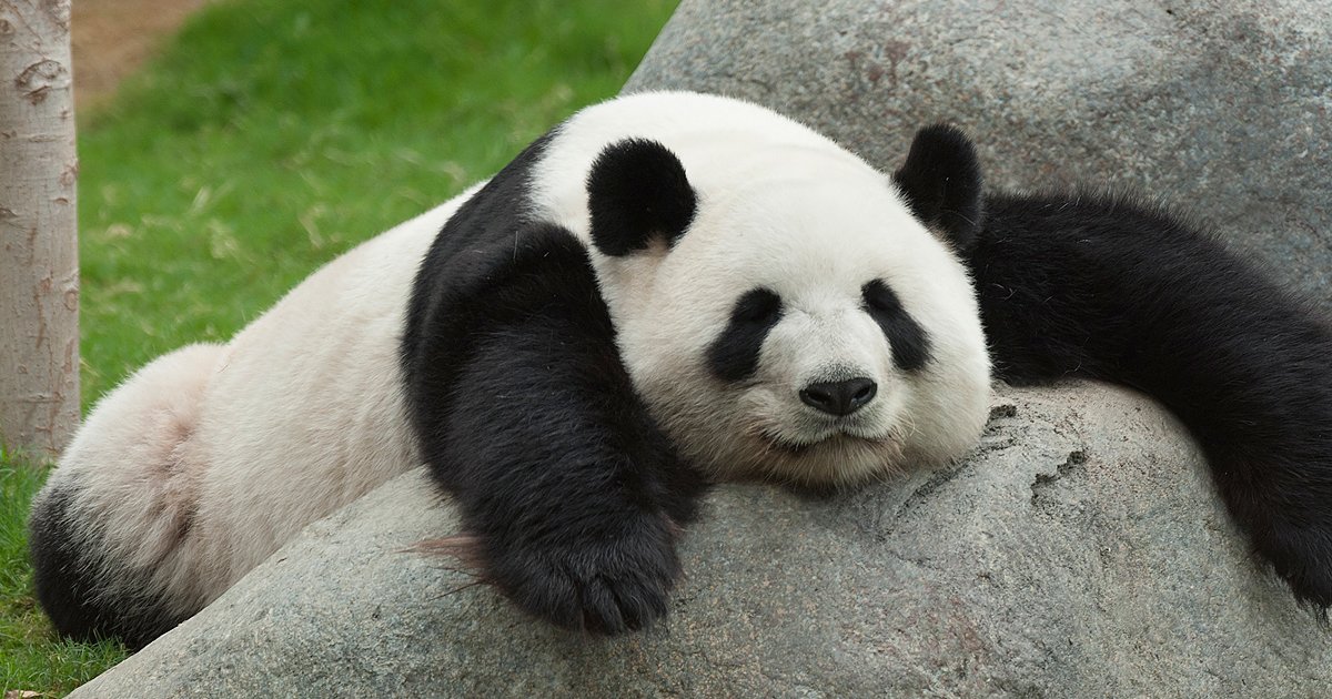 Almost Useless Animal Trivia Quiz almost-useless-animal-trivia-quiz