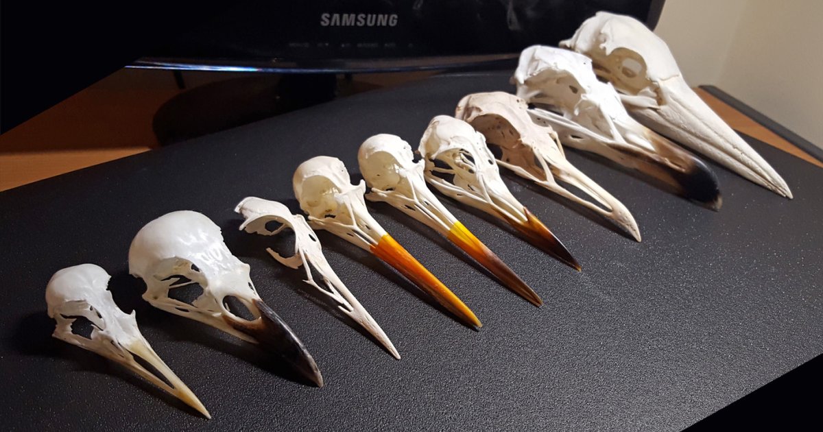Osteology Exam: Skulls of Birds Quiz