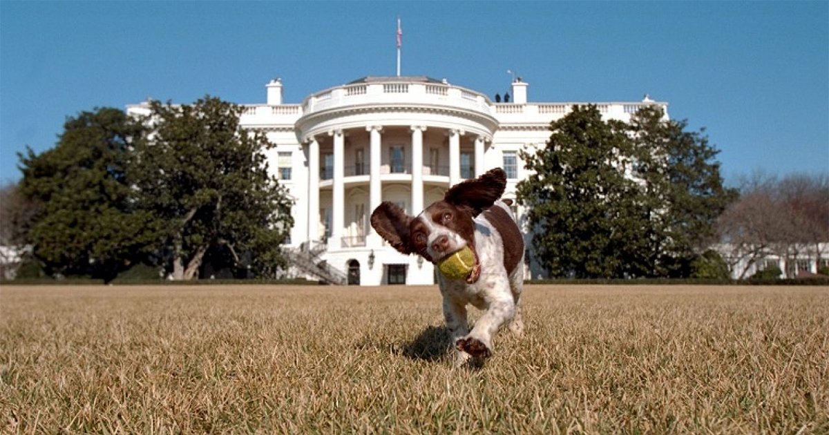 If Presidents Were Dogs Quiz