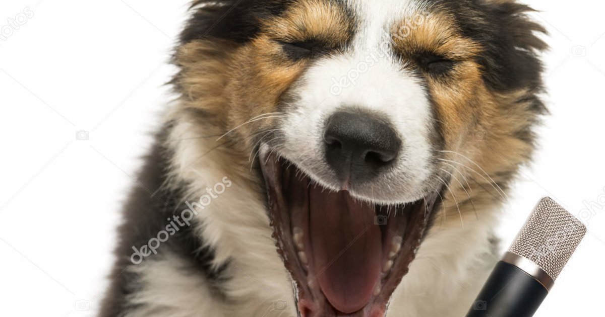 Heavy Metal Dog Names Quiz By Treessimontrees Heavy Metal Dog Names Quiz By Treessimontrees