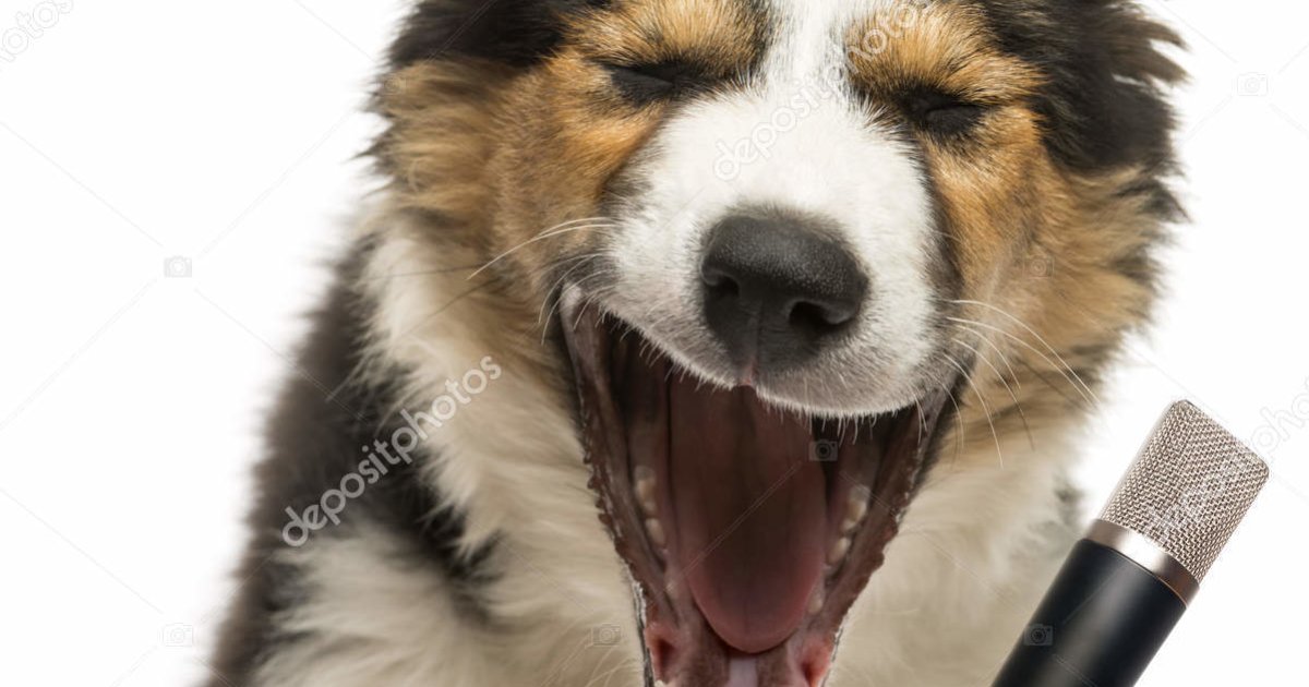 Classic Rock Dog Names Quiz - By treessimontrees