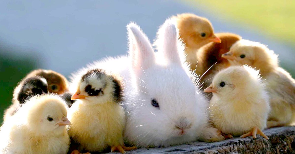 Odd But True Animal Facts Quiz