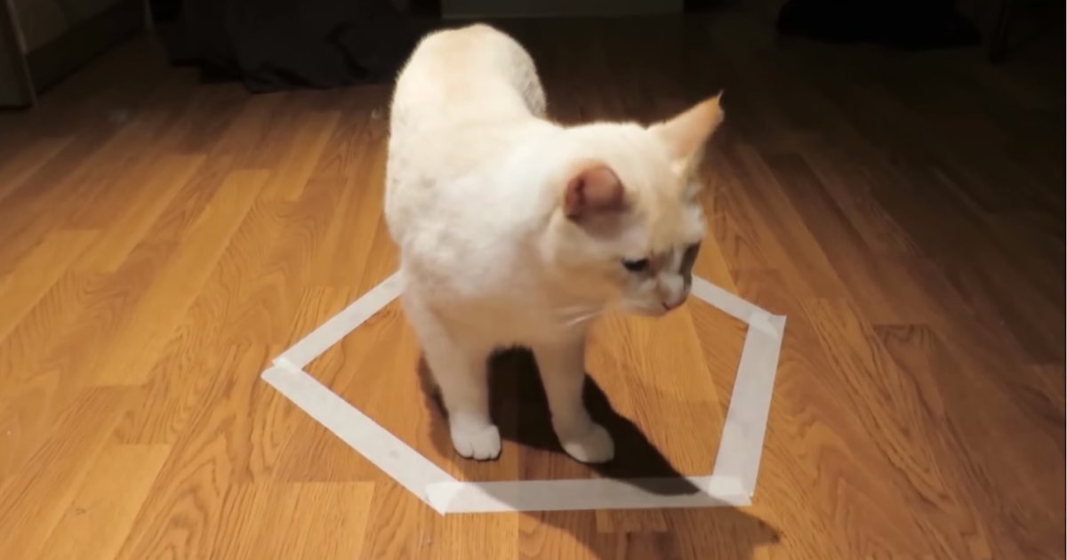 Invisible Cats Quiz - By MrChewypoo