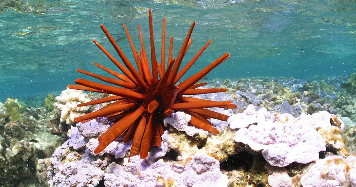 Hawaii Marine Invertebrates Quiz - By orionsmcc