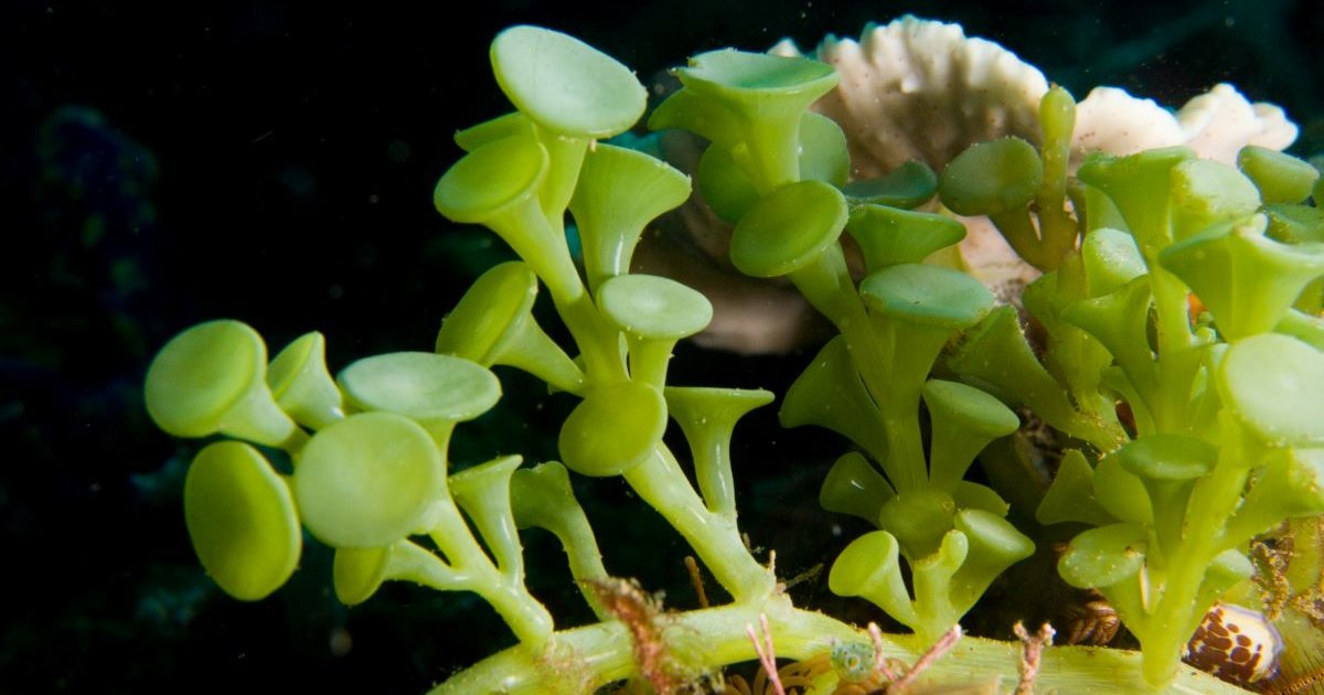 Hawaiian algae Quiz - By orionsmcc