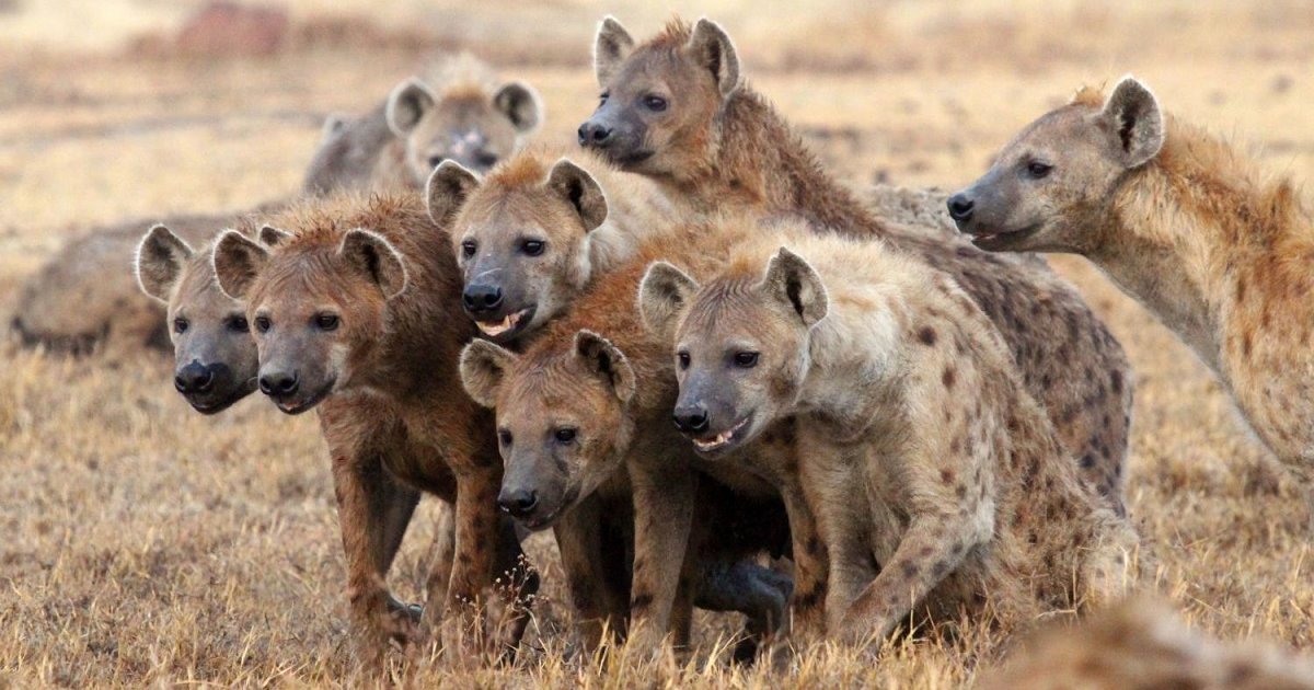 Get the Picture: Predator vs. Prey (Cat-like Predators) Quiz - By alvir28