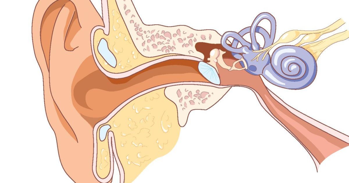 Major parts of the Ear Quiz - By LedaMeow