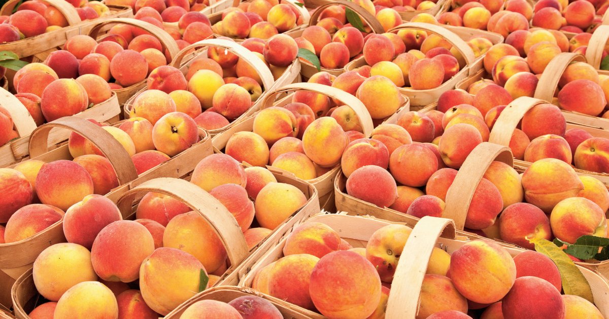 Top 10 Peach States Quiz - By bigpond1966