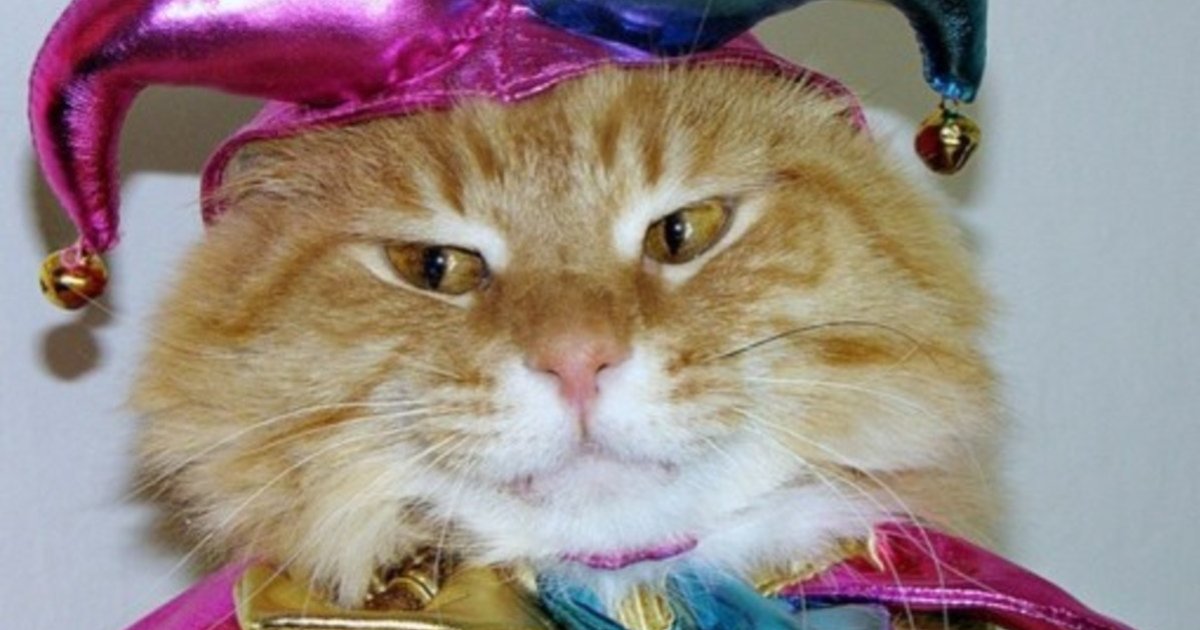 Word Ladder: Feline Rhymes Quiz