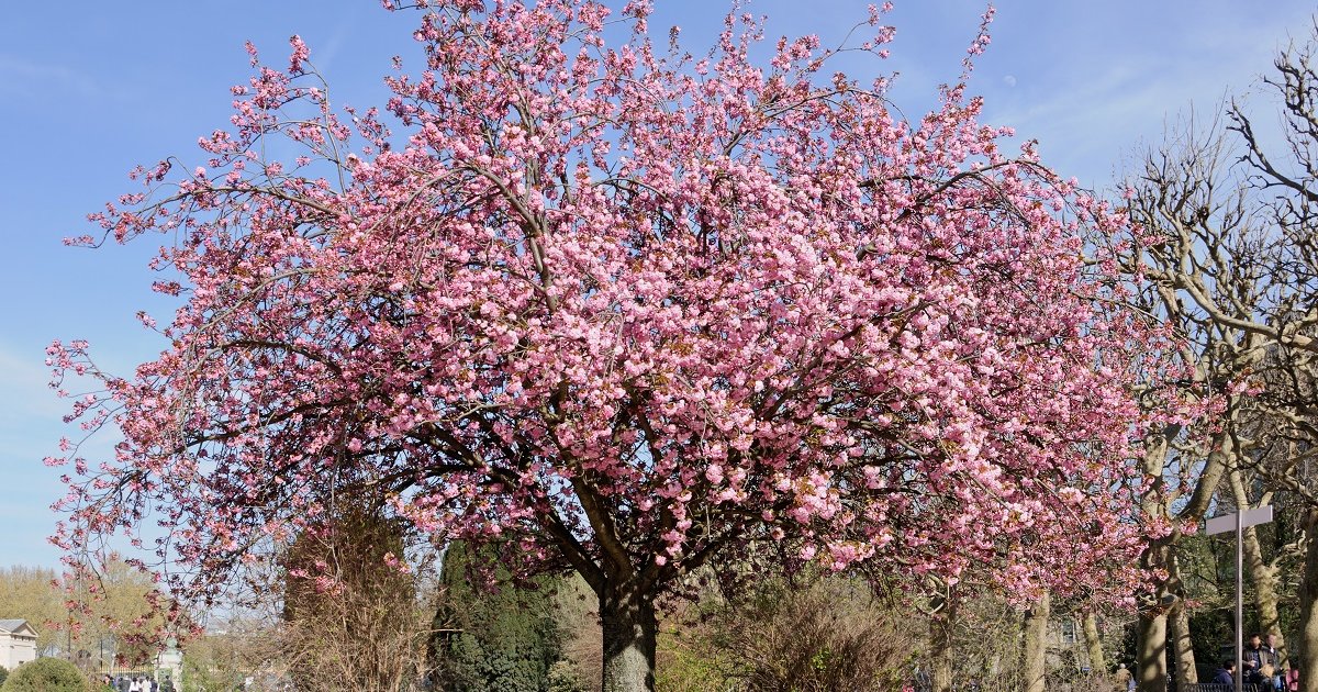 Wiki Springtime Picture Click Quiz