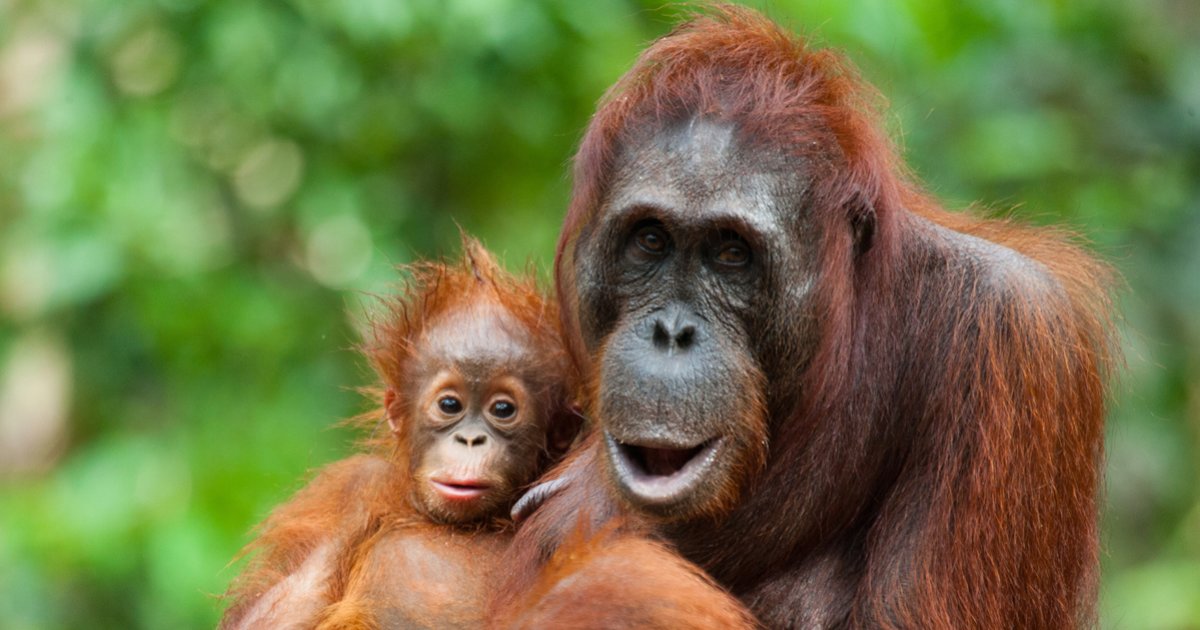 Species of Ape Quiz - By Darkhelven