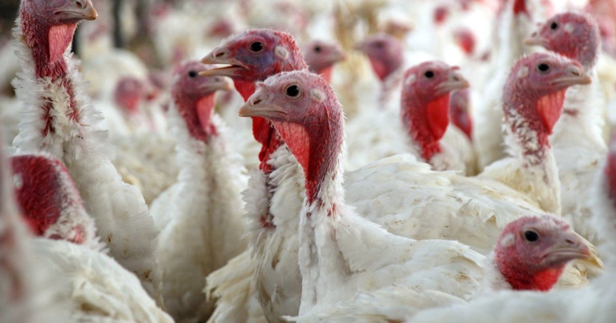 Top 10 Turkey Producing States Quiz Stats By Bigpond1966 top-10-turkey-producing-states-quiz-stats-by-bigpond1966