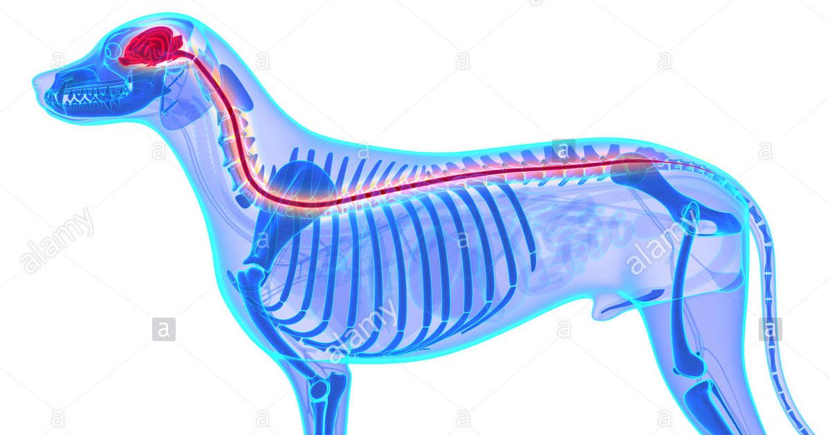 Roots of nerves in the canine lumbosacral plexus Quiz - By whybckup