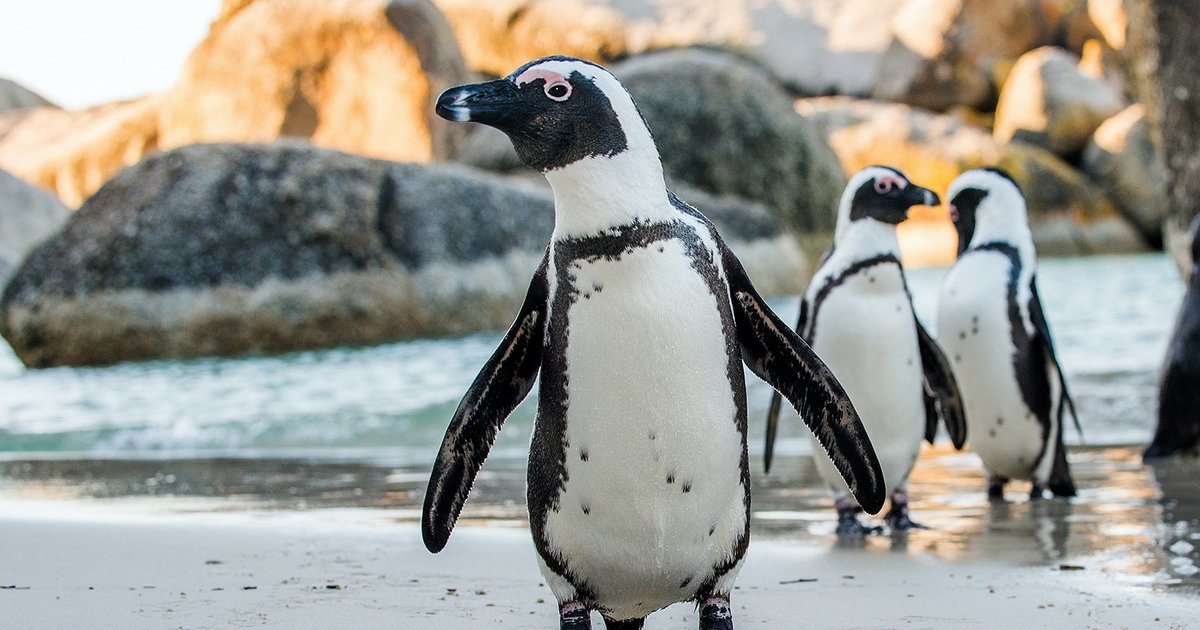 Countries with Penguins Quiz