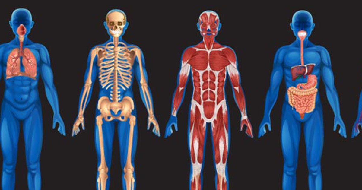 LogiCrossword Human Body System Quiz By Renesmi12 LogiCrossword Human Body System Quiz By Renesmi12